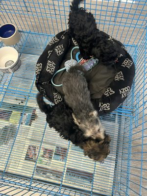 TINYTYKES PUPPIES - Updated August 2025 - 36 Photos & 27 Reviews - 2661 ...