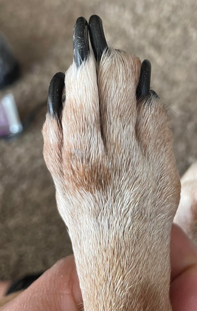 PERFECT PAWS BY HEATHER THE RVT - Updated December 2025 - 70 Photos ...