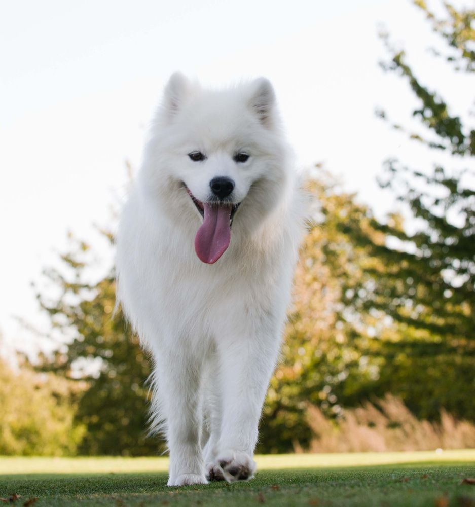 COUNTRY BOARDING FOR CATS AND DOGS - Updated May 2024 - Slip End ...