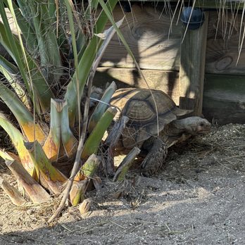 SURFIN’ TURTLE ICE CREAM SHOPPE - Updated August 2025 - 85 Photos & 122 ...