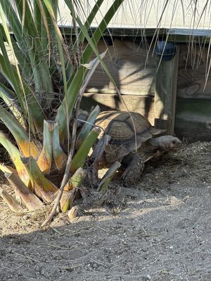 SURFIN’ TURTLE ICE CREAM SHOPPE - Updated September 2025 - 92 Photos ...