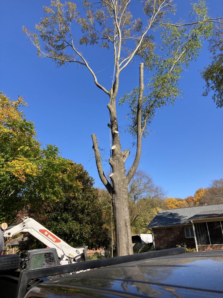 ABOVE ALL TREE PROFESSIONALS - Updated December 2024 - Archdale, North ...