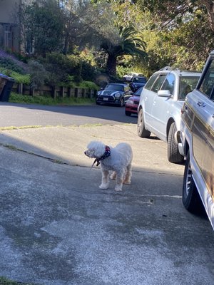 MUTT CUTS MOBILE GROOMING - Updated March 2025 - 115 Photos & 80 ...