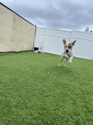 JACKSONVILLE PAWVILLE - Updated March 2025 - 66 Photos & 65 Reviews ...