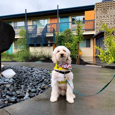 THE ASTRO - 67 Photos & 91 Reviews - 323 Santa Rosa Ave, Santa Rosa ...