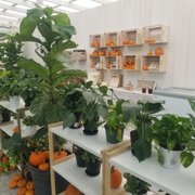 TINEZ FARMS - 225 Photos & 29 Reviews - 16405 SW 177th Ave, Miami, FL ...