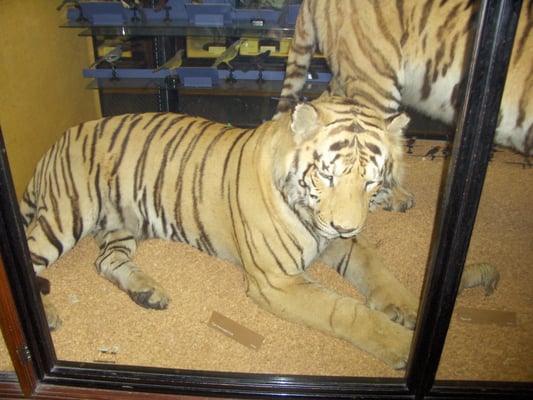 NATURAL HISTORY MUSEUM AT TRING - Akeman Street, Tring, Hertfordshire ...