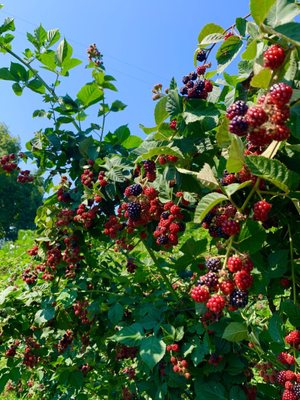 THE HAPPY BERRY - Updated June 2024 - 62 Photos - 510 Gap Hill Rd, Six ...