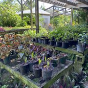 JESSE DURKO’S NURSERY - 96 Photos & 34 Reviews - 5151 SW 70th Ave ...