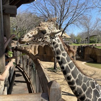 DALLAS ZOO - Updated April 2025 - 1903 Photos & 511 Reviews - 650 S R L ...