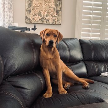 HEARTSTRINGS PET RESORT - Updated November 2025 - 36 Photos & 74 ...