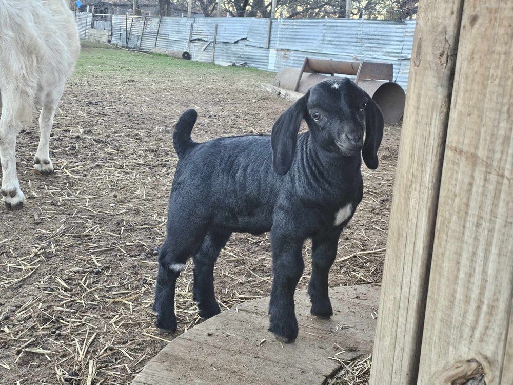 GRUMPY GOAT FARM - Updated July 2025 - 271 Russell Ln, Mansfield, Texas ...