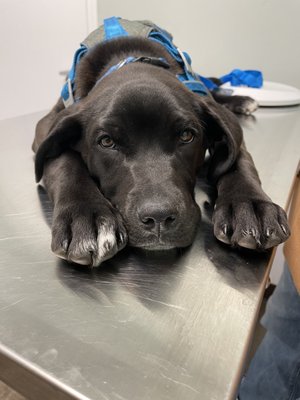 NOT JUST 4 PAWS ANIMAL HOSPITAL - Updated May 2026 - 38 Photos & 191 ...