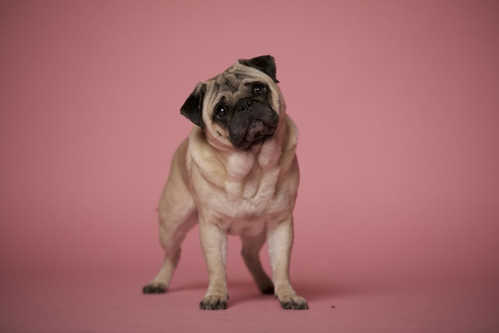 CUPPA PUG - Updated November 2024 - 15 Photos - 607 W 9th Ave ...