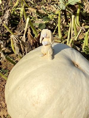 WAY FRUIT FARM - Updated July 2025 - 68 Photos & 44 Reviews - 2355 ...