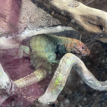 LOS ANGELES ZOO & BOTANICAL GARDENS - 6778 Photos & 1900 Reviews - 5333 ...