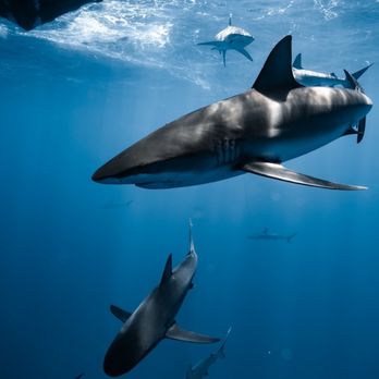 DEEP BLUE ECO TOURS - Updated December 2025 - 67 Photos & 15 Reviews ...