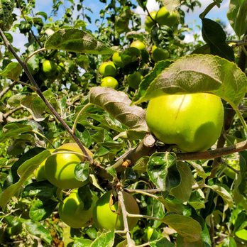 CURRAN APPLE ORCHARD - Updated July 2025 - 15 Photos - 3920 Grandview ...