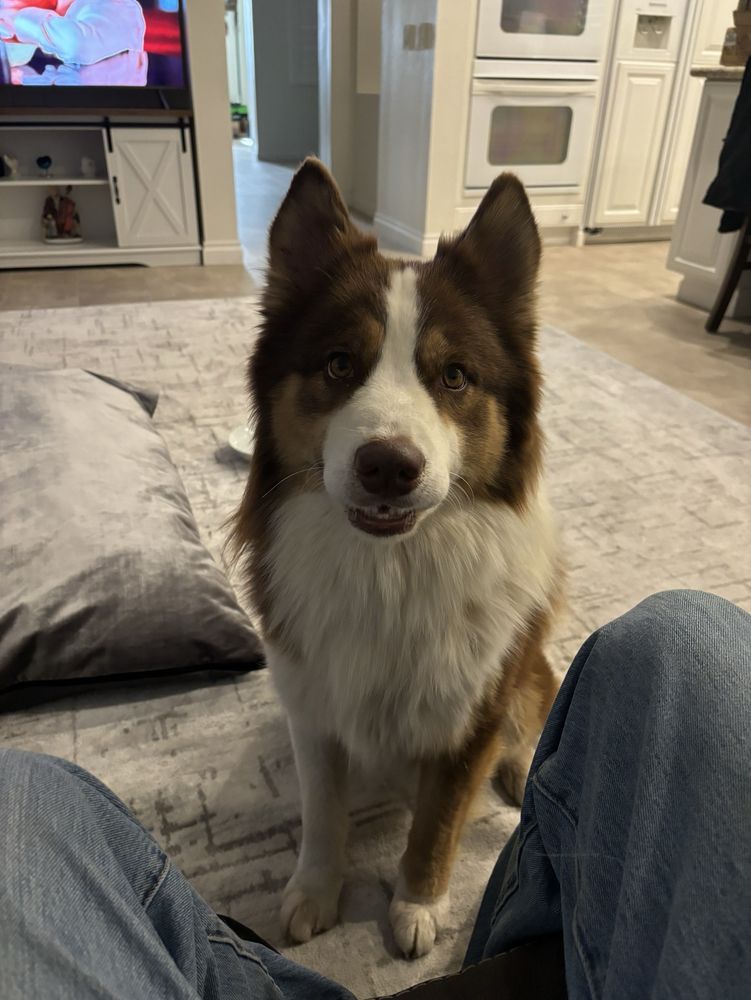 PAWS FOR LIFE K9 RESCUE - Updated May 2025 - 16 Photos - 15321 S Brand ...