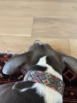 WESTCHESTER VETERINARY CENTER & CAT CLINIC - Updated October 2025 - 64 ...