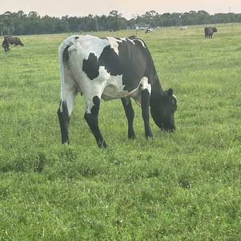 BLOSSOM & BRIE - Updated January 2025 - 124 Photos & 45 Reviews - 8250 ...