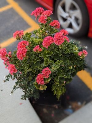 HOLLANDBERRY PANNEKOEKEN - Updated January 2026 - 481 Photos & 262 ...