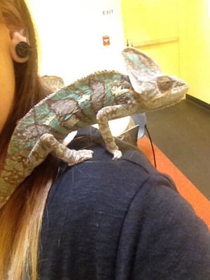 HIGHLAND SAM J. RACADIO LIBRARY & ENVIRONMENTAL LEARNING CENTER ...