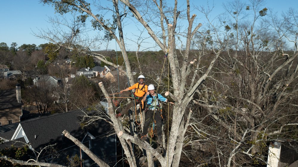 TREE BROTHERS ARBOR - Updated October 2024 - Request a Quote - Lilburn ...