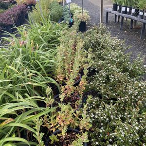 URBAN TREE FARM NURSERY - 68 Photos & 106 Reviews - 3010 Fulton Rd ...