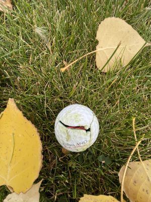 RUNDLE PARK GOLF COURSE - Updated December 2025 - 18 Photos - 2902 118 ...