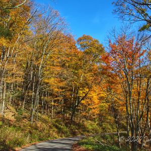 SPRUCE KNOB LAKE CAMPGROUND - Updated July 2024 - 14 Photos - Forest Rd ...