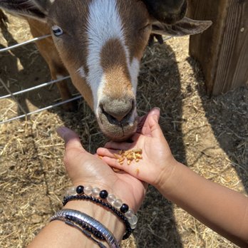 THE DINGLE FAMILY FARM AND STABLES - Updated December 2024 - 533 Photos ...