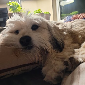 ALASKA ANIMAL RESCUE FRIENDS AARF - Updated October 2025 - Anchorage ...