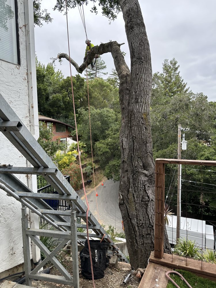 NORTHLAND TREE ENTERPRISES - Updated April 2024 - 11 Photos - San Jose ...