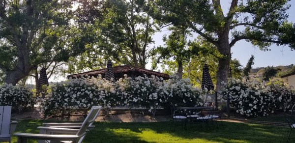 SOMERSET VINEYARD AND WINERY - 713 Photos & 382 Reviews - 37338 De ...