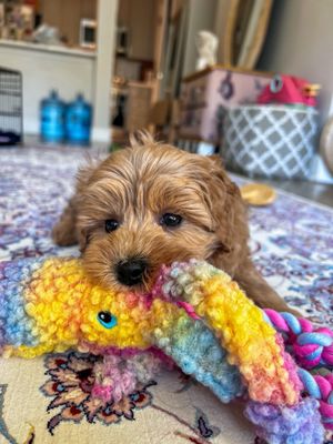 XO PUPS PUREBRED & DESIGNER - Updated September 2025 - 118 Photos & 31 ...