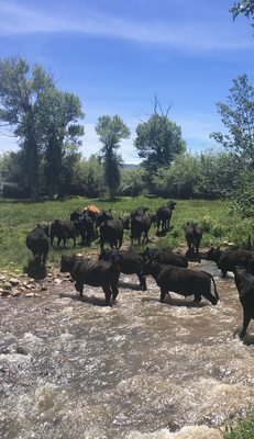 BECK RANCH PREMIUM BEEF - Updated September 2025 - 1744 Cr 290 ...