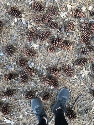 FERN BASIN CAMPGROUND - Updated July 2024 - 44 Photos & 23 Reviews ...