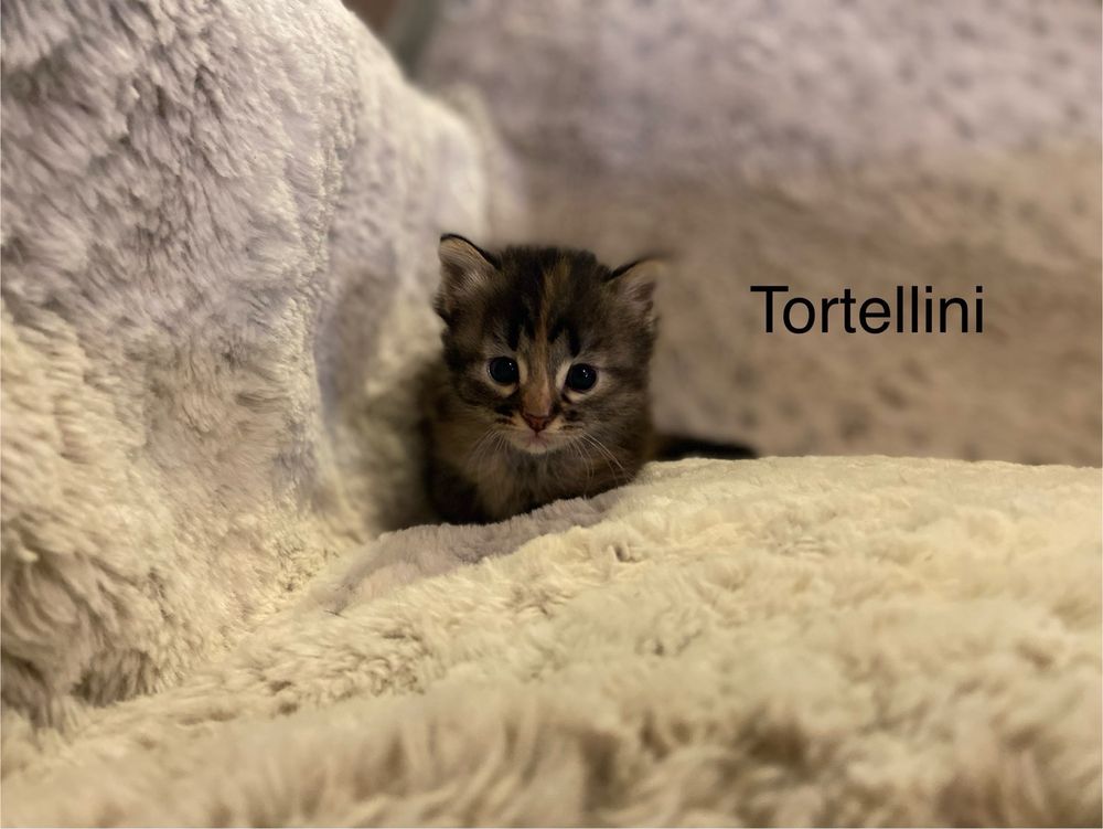 BEATING HEARTS RESCUE - Updated November 2025 - 37 Photos - 10370 W ...