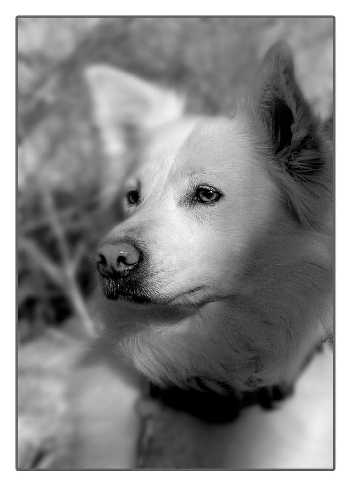 FRONT RANGE PET CARE - Updated October 2025 - 31 Photos - 1350 Lambert ...