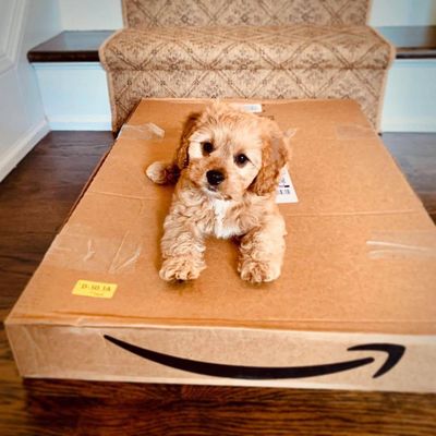 GEORGIA DOG CLUB - Updated December 2025 - 12 Photos - 4434 Red Bud Ln ...