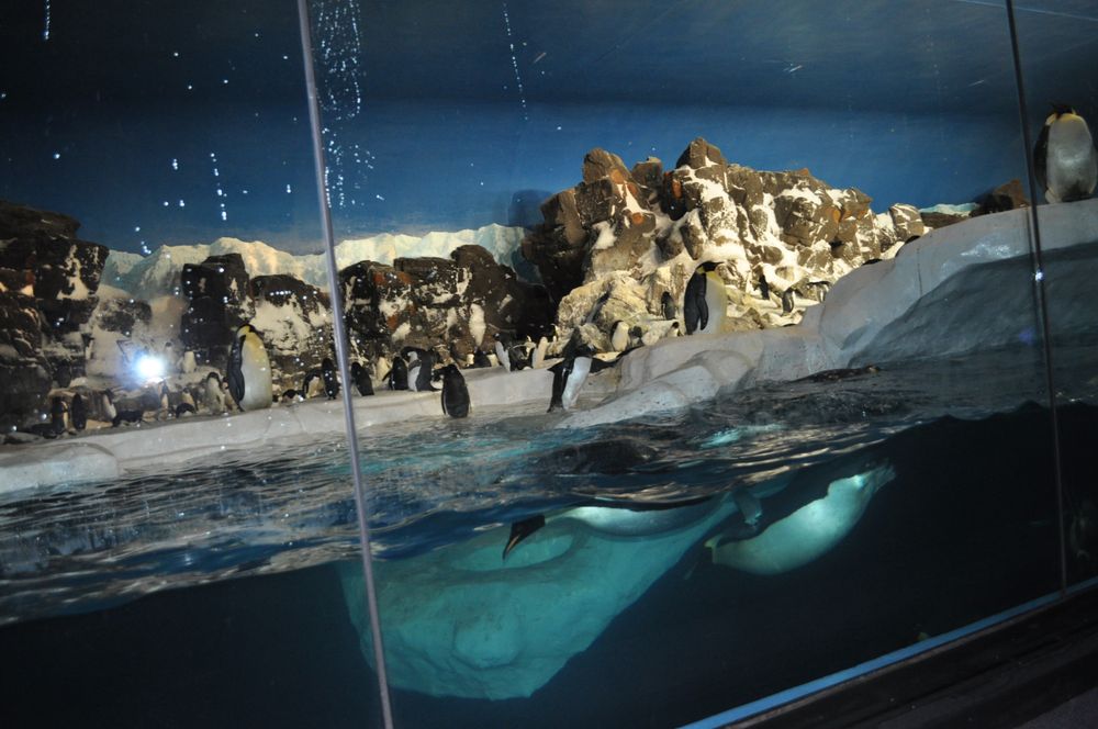 SEAWORLD - Updated March 2024 - 73 Photos & 83 Reviews - 12 Month Pass ...