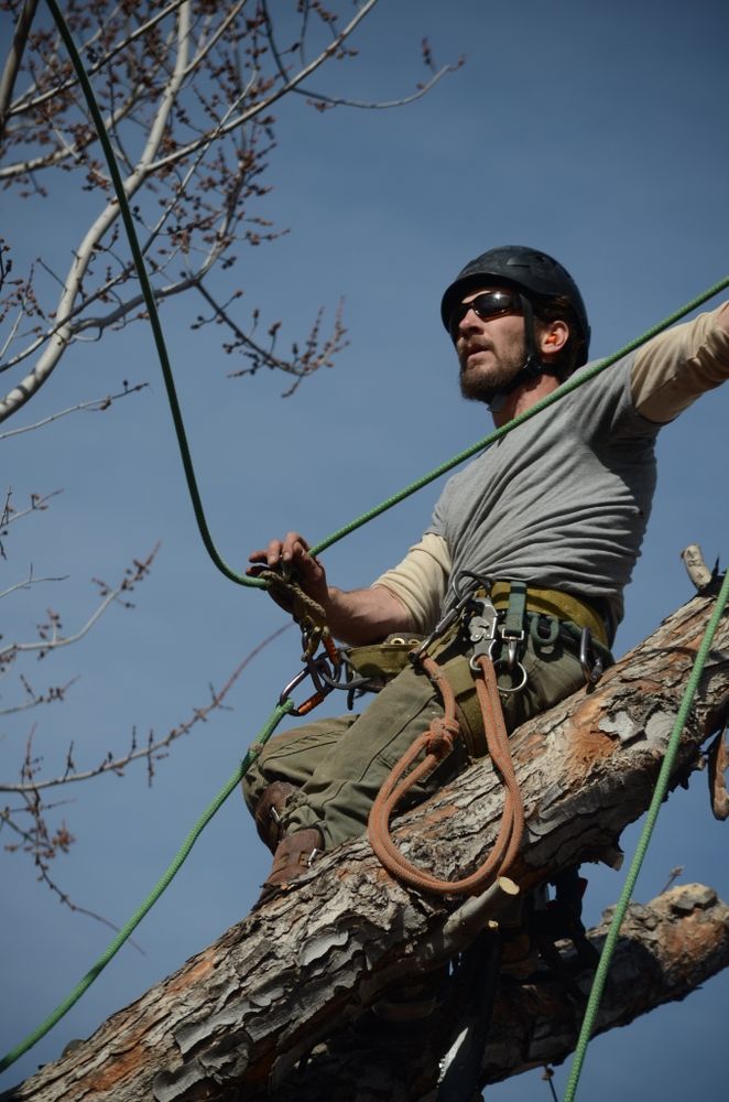 ECO TREE SERVICE - Updated August 2024 - 11 Photos - 2437 Lancelot Ct ...