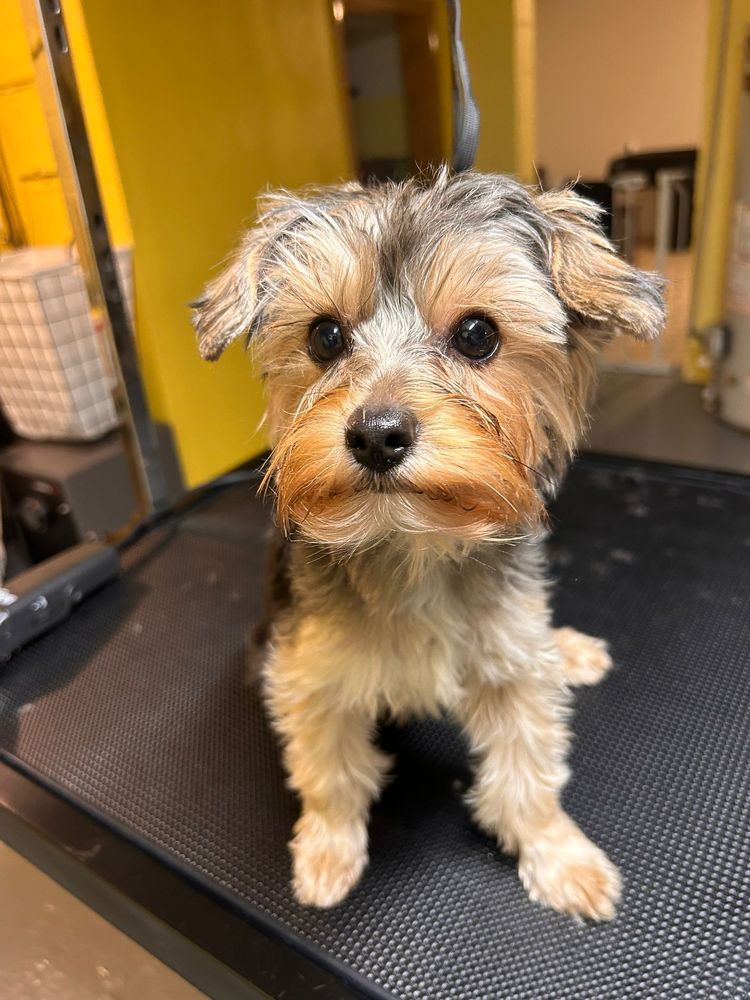 CCC GROOMING - Updated August 2025 - Request an Appointment - 3865 ...