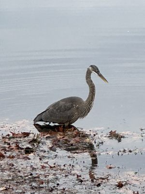 BURKE LAKE PARK - Updated November 2025 - 876 Photos & 200 Reviews ...