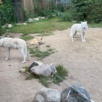 INTERNATIONAL WOLF CENTER - Updated October 2025 - 79 Photos & 33 ...