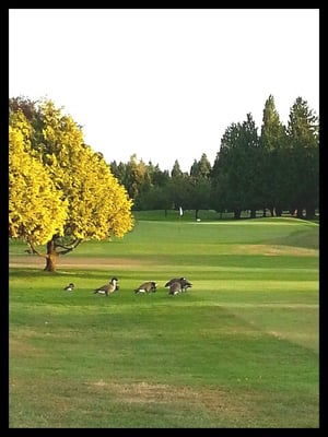 MCCLEERY GOLF COURSE - Updated December 2025 - 14 Photos & 12 Reviews ...