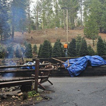 LITTLE BEAR TREE FARM - Updated November 2025 - 46 Photos & 29 Reviews ...