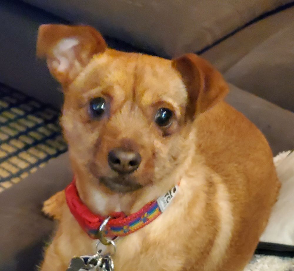 PORTLAND PAMPERED PETS - Updated November 2024 - 44 Photos & 109 ...