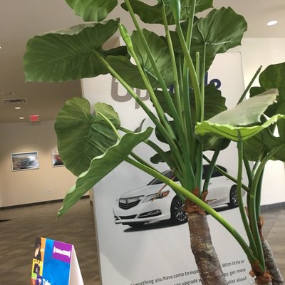 GETTEL ACURA - Updated January 2026 - 37 Photos & 77 Verified Reviews ...